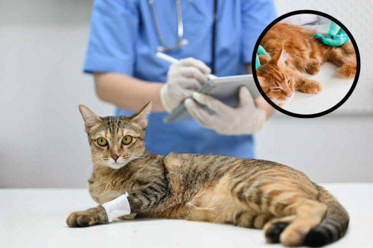 Anemia infettiva nel gatto: cause, sintomi e trattamento