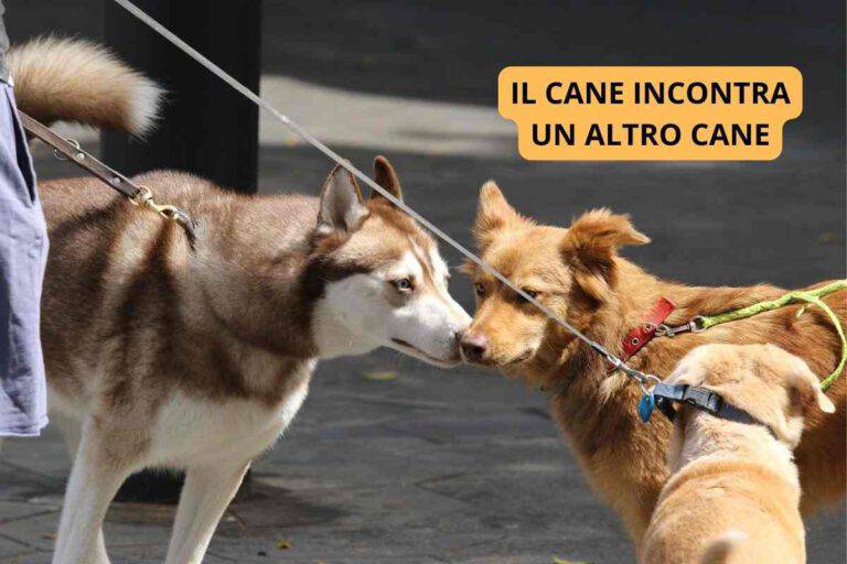 Il cane incontra un altro cane durante la passeggiata: cosa fare
