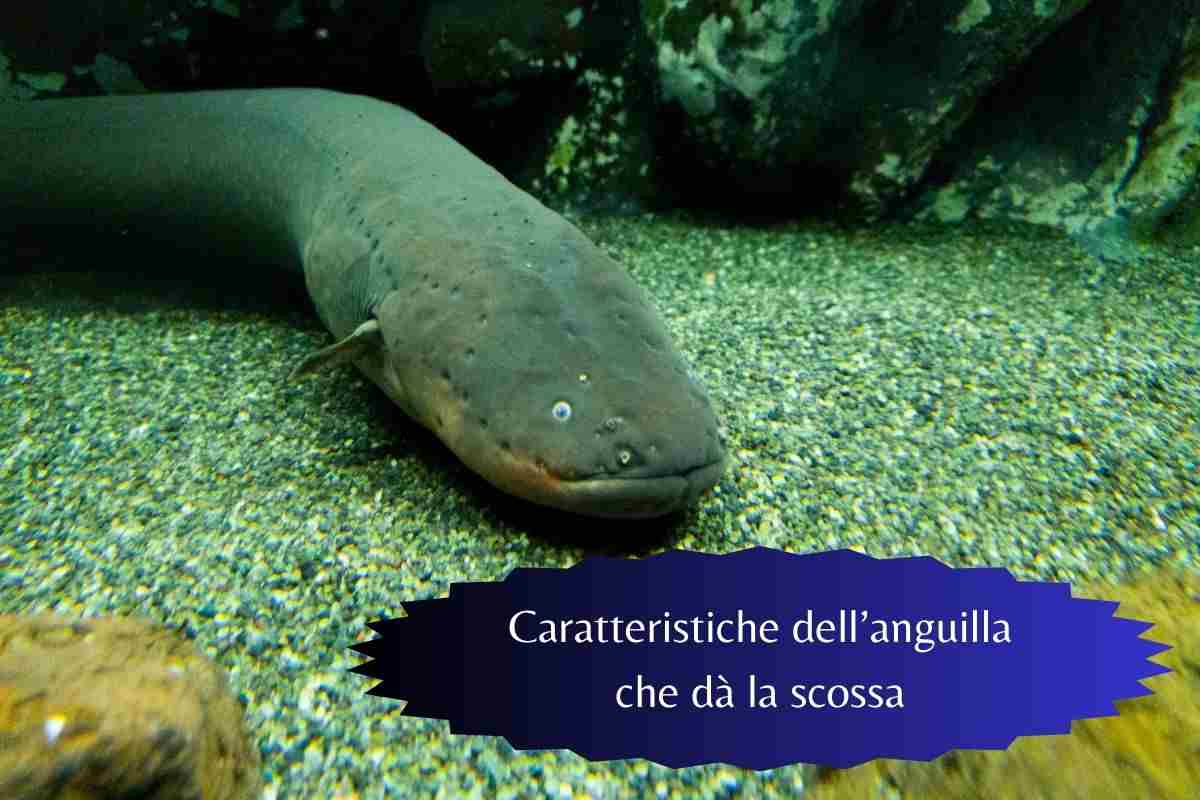 Anguilla che dà la scossa: come si chiama e perché è così unica