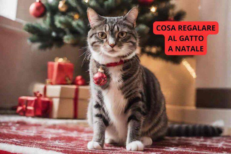 Cosa regalare al gatto a Natale: preziose idee da mettere in pratica