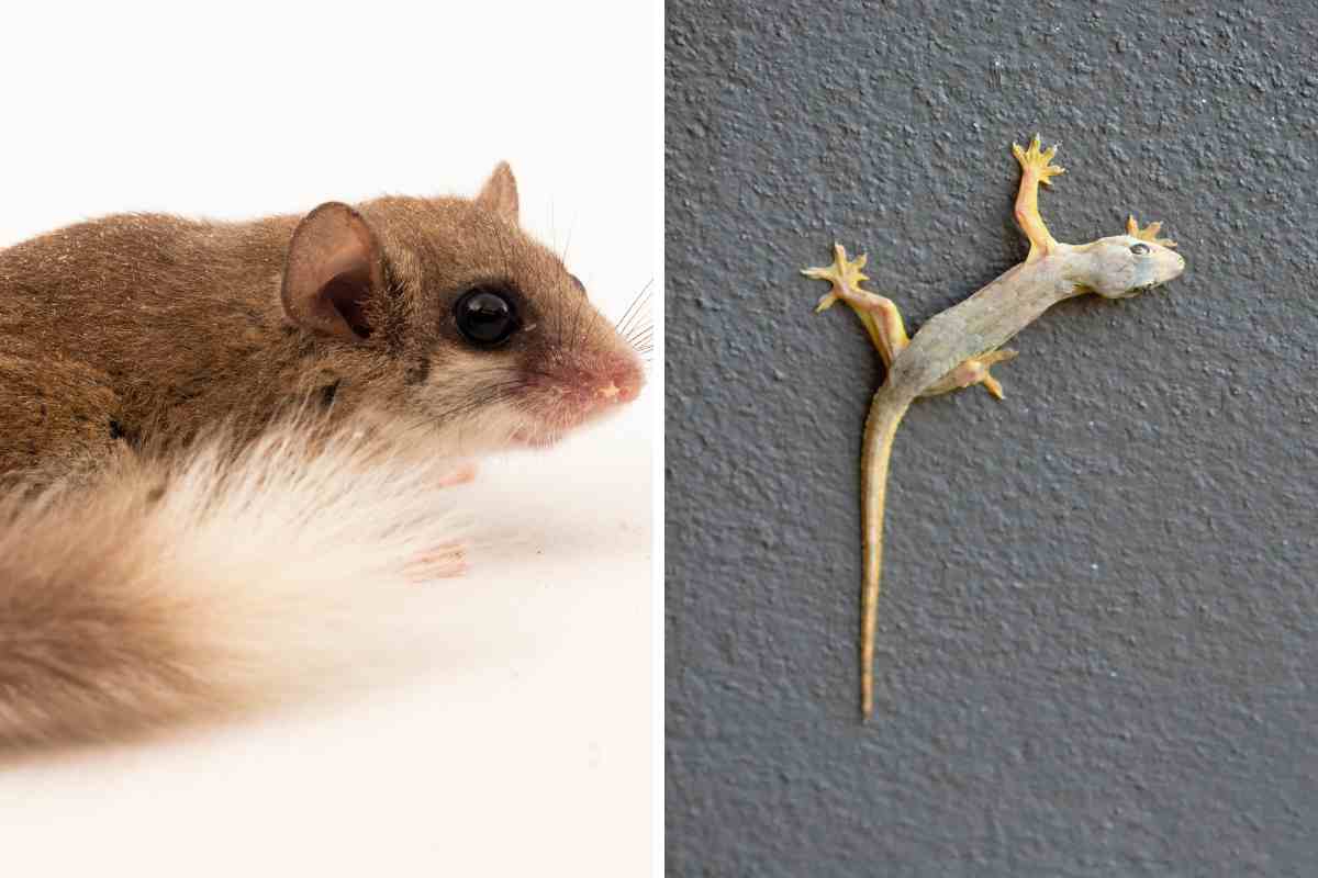 Coda del mini ghiro africano e coda della lucertola: le similitudini