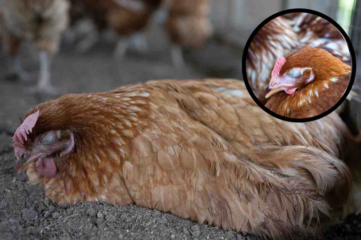 Come dormono le galline: posizione, durata e luoghi preferiti