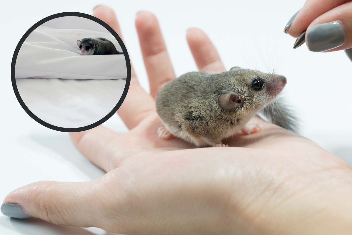 Comportamento del mini ghiro africano: come decifrare i segnali