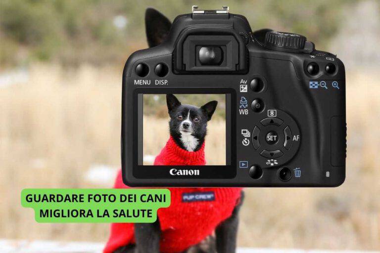 Guardare le foto dei cani migliora la nostra salute: lo dice la scienza