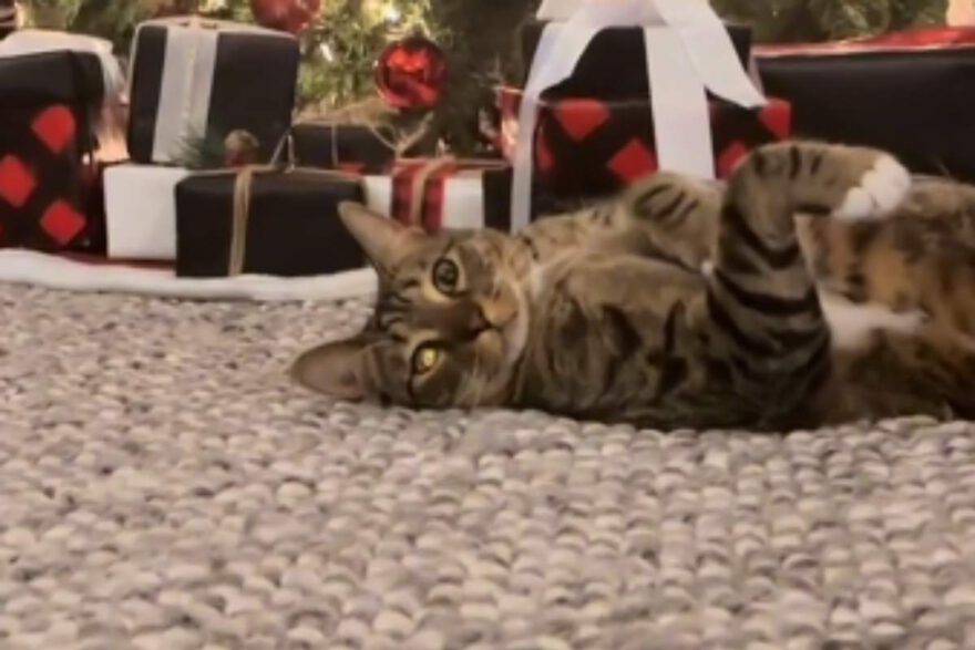 Questo gatto e la sua ossessione sono andati virali su TikTok - VIDEO