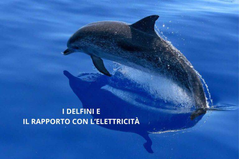 I delfini e il rapporto con l'elettricità: il nuovo studio