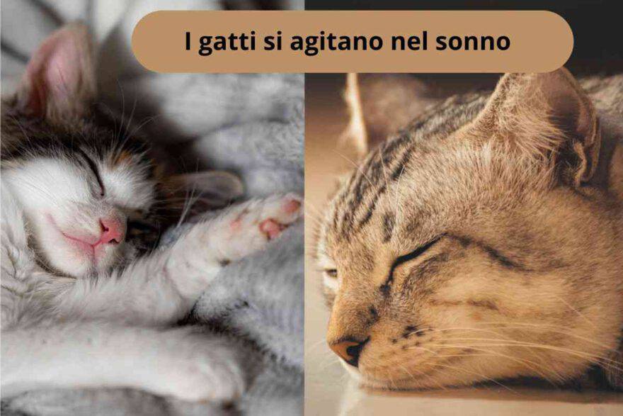 Si muovono sempre: perché i gatti si agitano nel sonno