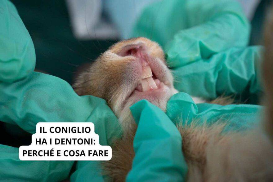 Coniglio con i dentoni: perché e che cosa fare