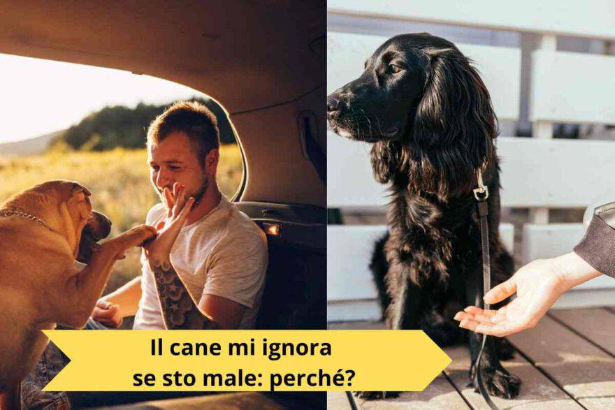 Non gli interessa il dolore? Perché il cane mi ignora se sto male