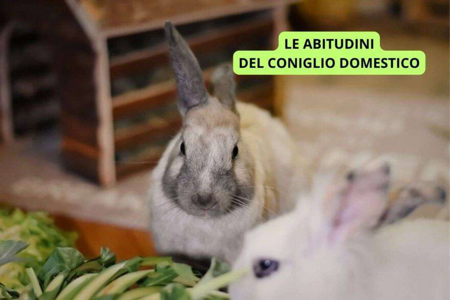 Abitudini del coniglio domestico: ecco quali sono