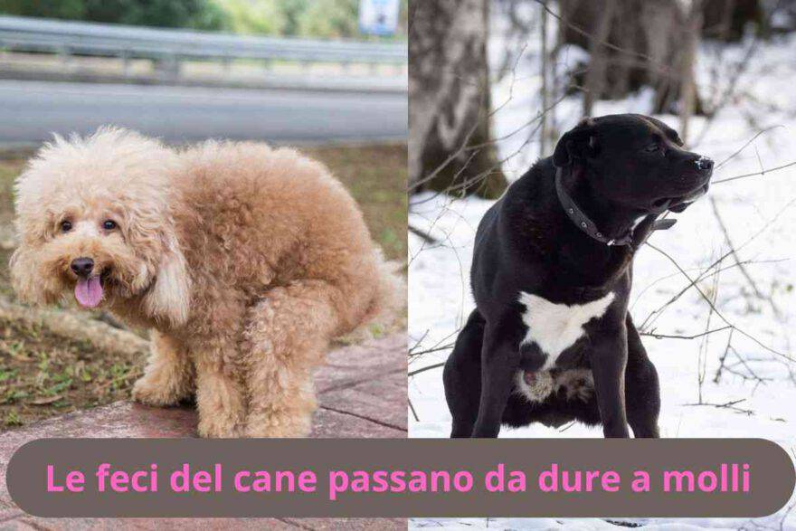 Cambiano: perché le feci del cane passano da dure a molli