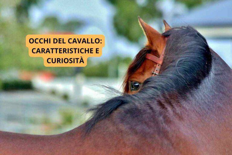 Occhi del cavallo: le caratteristiche e tutte le curiosità