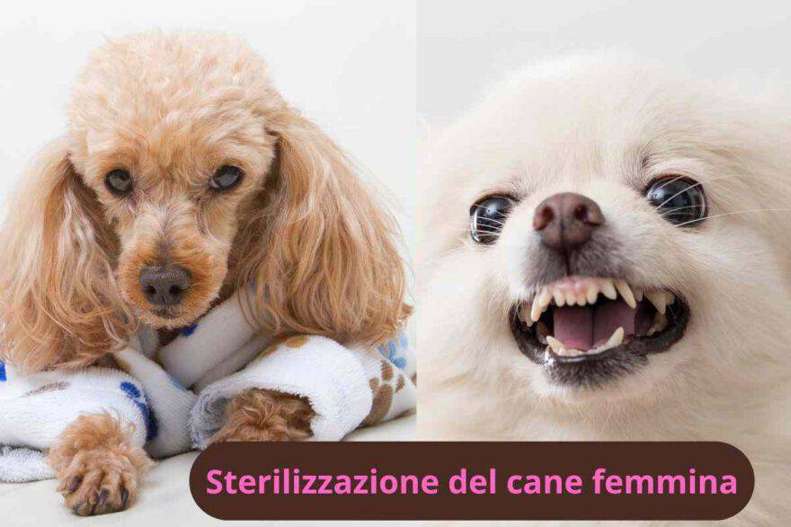 Sterilizzazione del cane femmina: quando, perché e come si fa