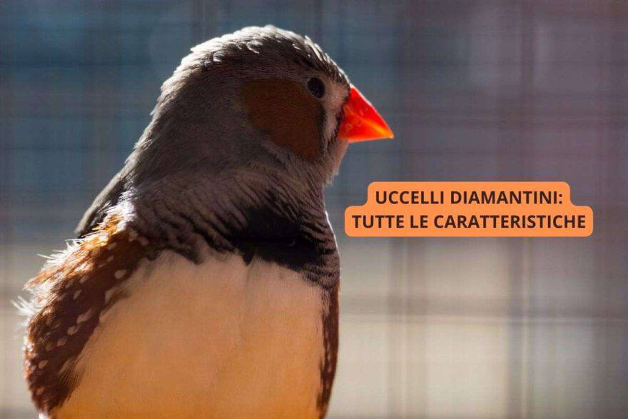 Uccelli diamantini: tutte le caratteristiche da conoscere