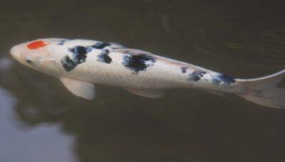 Carpa Koi: tutte le caratteristiche del famoso pesce giapponese