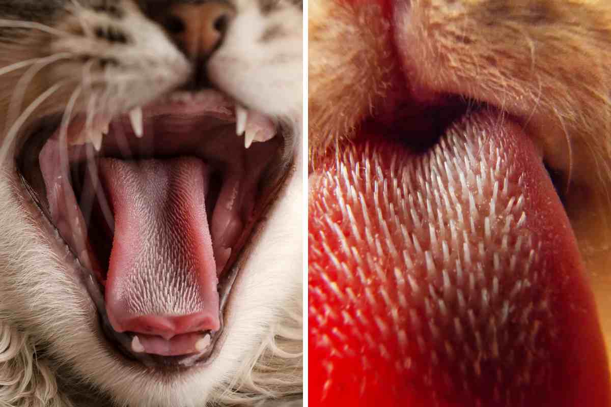 Cosa succede se il gatto si morde la lingua: conseguenze e consigli