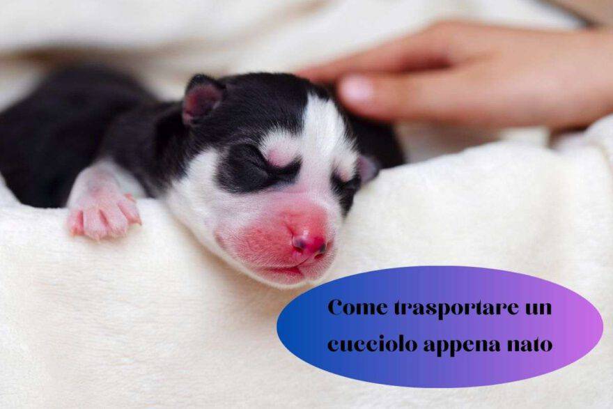 Come trasportare un cucciolo appena nato: i passaggi da seguire