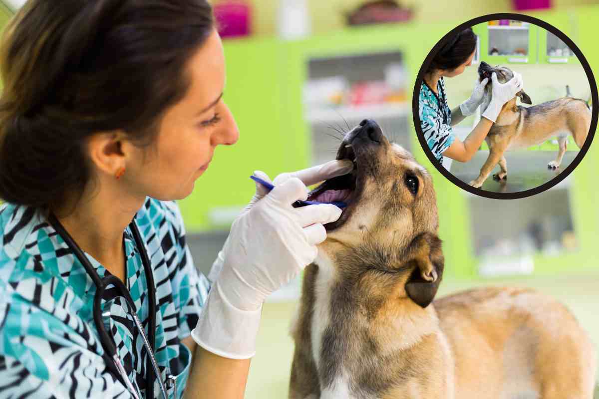 Paralisi laringea nel cane: cause, sintomi e cura