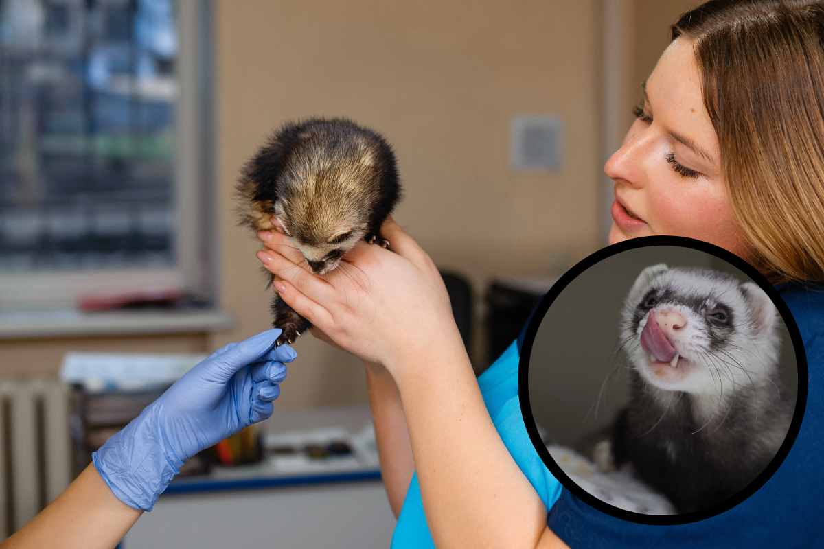 Perché il furetto è piegato: le cause del dolore addominale