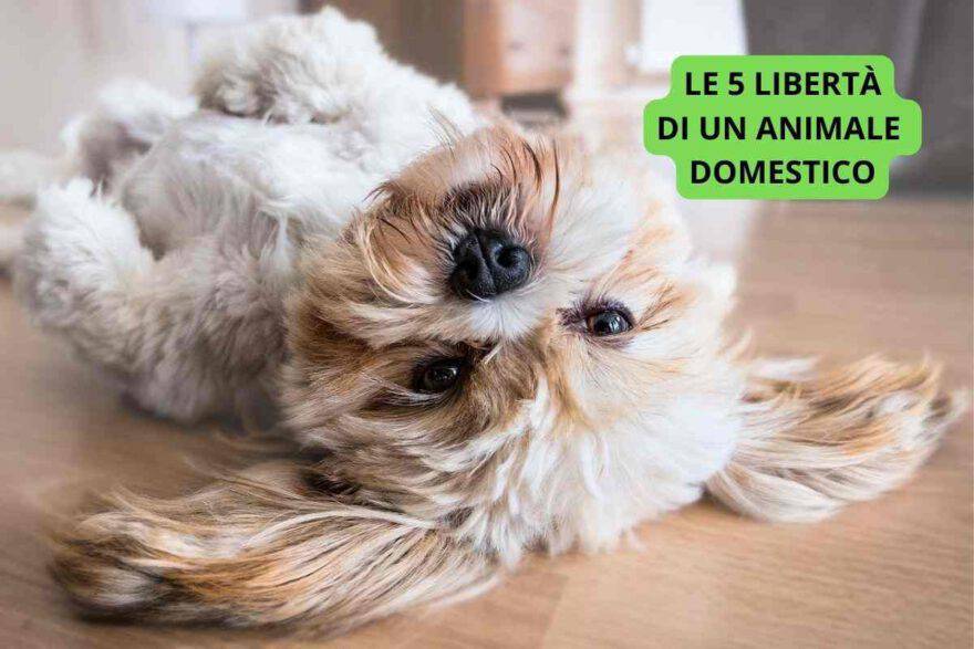 Le 5 libertà di un animale domestico da rispettare