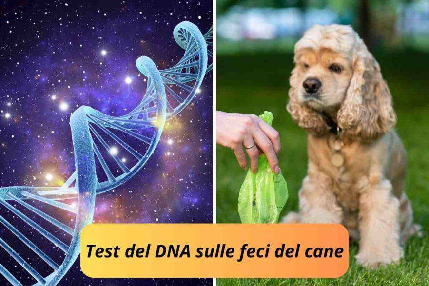 Test del DNA sulle feci del cane per multare il suo padrone