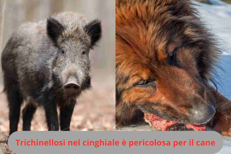 Dall'uno all'altro: la trichinellosi nel cinghiale pericolosa per il cane