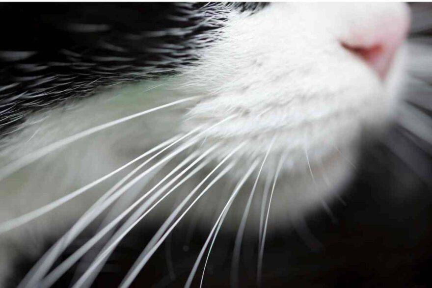 Fastidio ai baffi: Se il tuo gatto fa queste cose potrebbe avere un ...