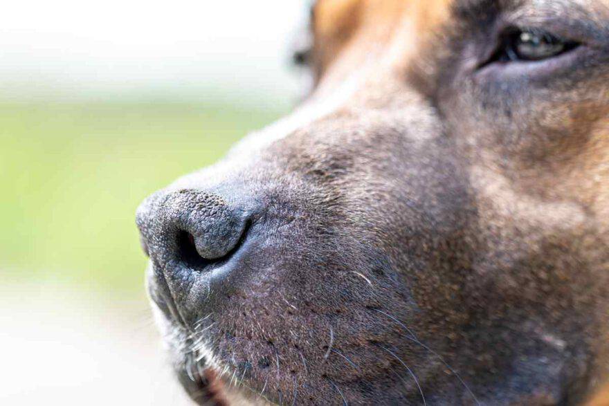 Il muso del cane è rosa: ecco perché il pelo di Fido può cambiare