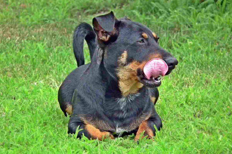 3 cose disgustose che ogni cane ama tantissimo