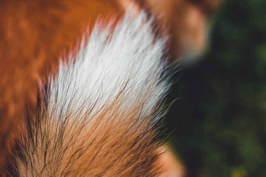 Coda fredda nel cane: cosa significa e come intervenire