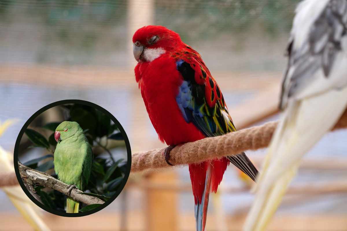 Perché il pappagallo ha un occhio chiuso: i motivi e le cure