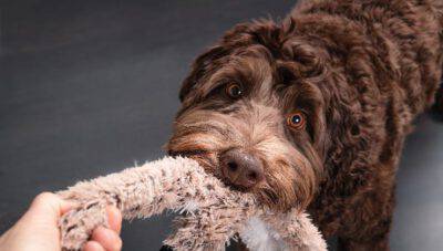 6 problemi comuni alla bocca del cane: quali sono e cosa fare