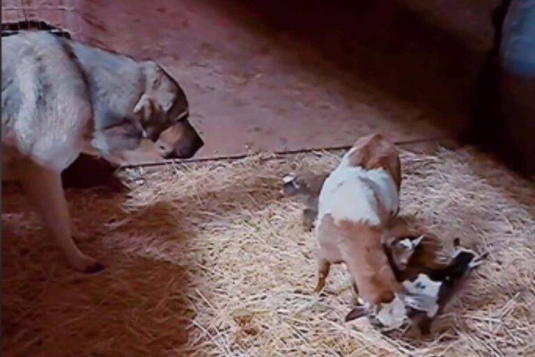 La piccola capretta si ricorda del cane che l'ha protetta - VIDEO