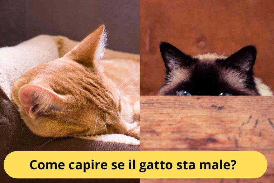 Qualcosa che non va? Come capire se il gatto sta male: i segnali ...