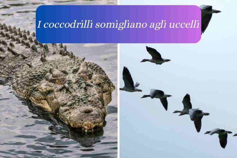 I coccodrilli somigliano più agli uccelli che alle lucertole: il perché