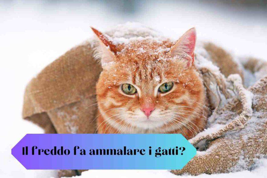 Il freddo fa ammalare i gatti? Tutto ciò che devi sapere