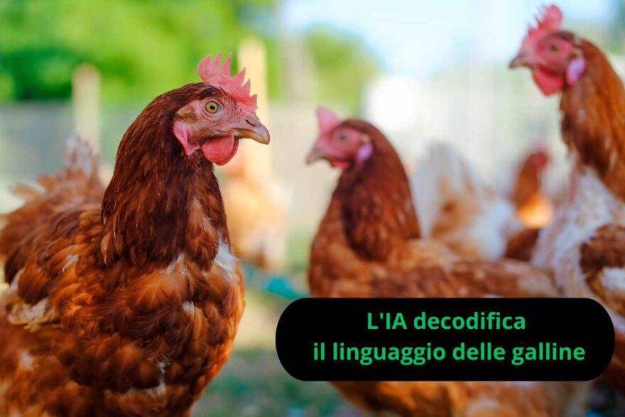 Ma cosa dicono? Come l'IA decodifica il linguaggio delle galline