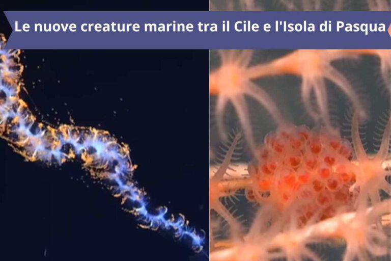 Mai viste: le creature marine tra il Cile e l'Isola di Pasqua (Video)
