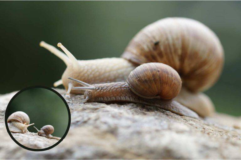 Come nascono le lumache: dalla riproduzione alla nascita