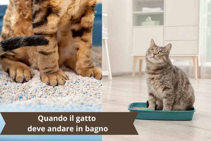 Gli scappa? Come capire quando il gatto deve andare in bagno