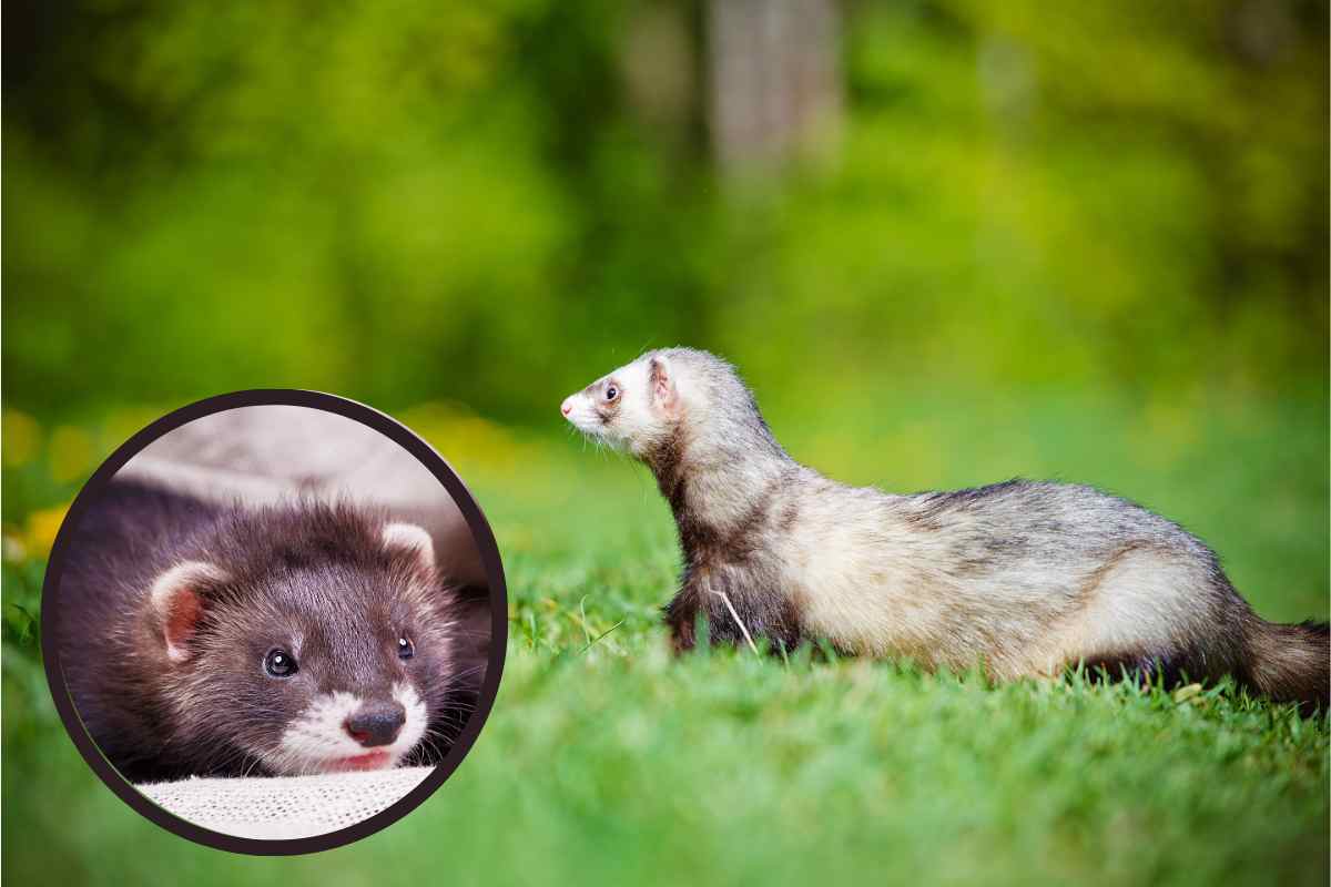 Quanto può vivere un furetto? Info e consigli per allungare la vita