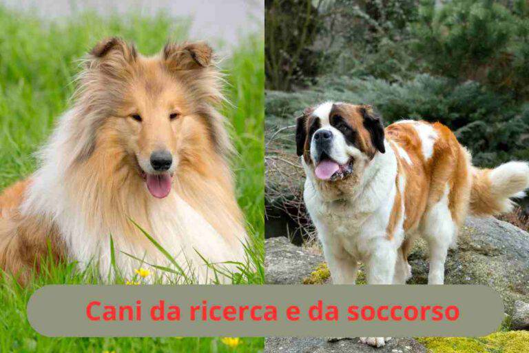 Perché sono diversi? Caratteristiche dei cani da ricerca e soccorso