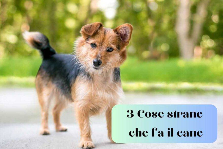 Il mio Cane fa cose strane, il tuo lo fa? Ecco scoperto il perché