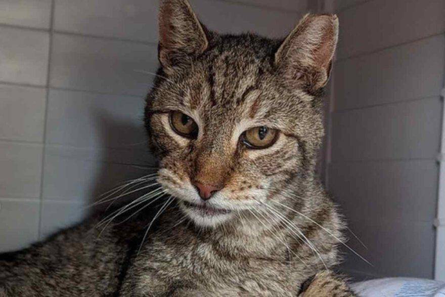 Questo micio sembra un puma in miniatura