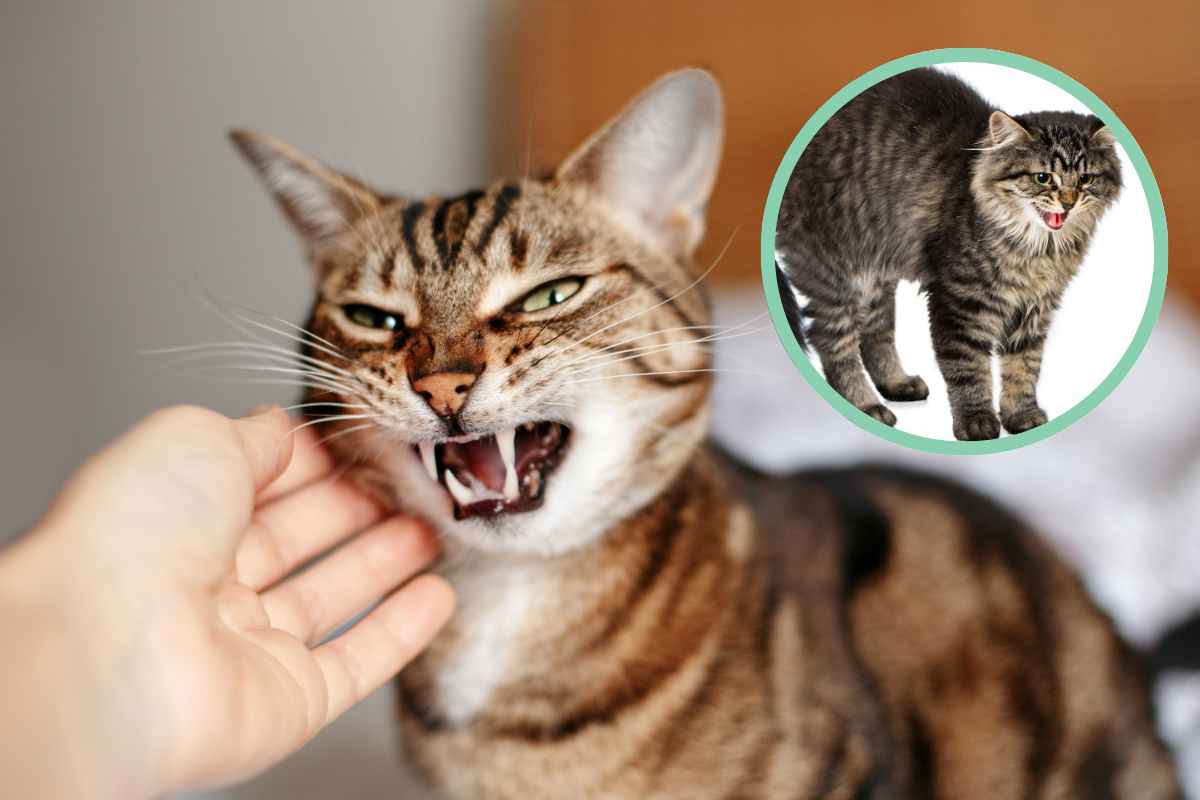 Il mio gatto soffia contro mio marito: cosa gli prende?