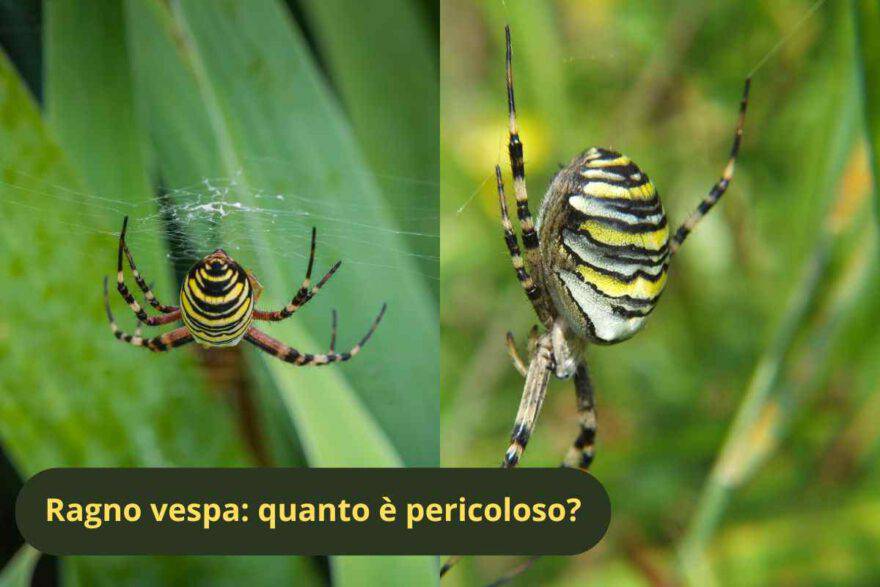 Paura infondata o vero pericolo? Quanto è pericoloso il ragno vespa