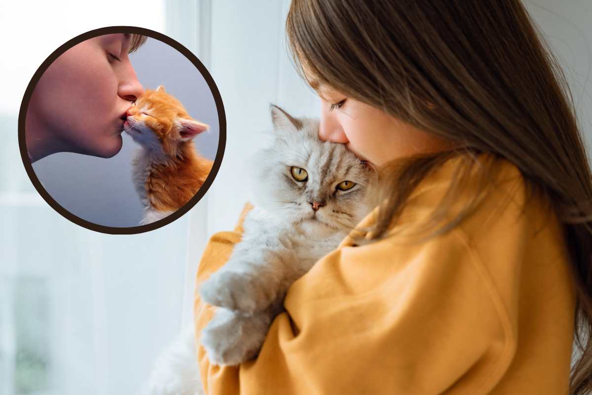 Il gatto riesce a comprendere quanto lo amo quando lo bacio?
