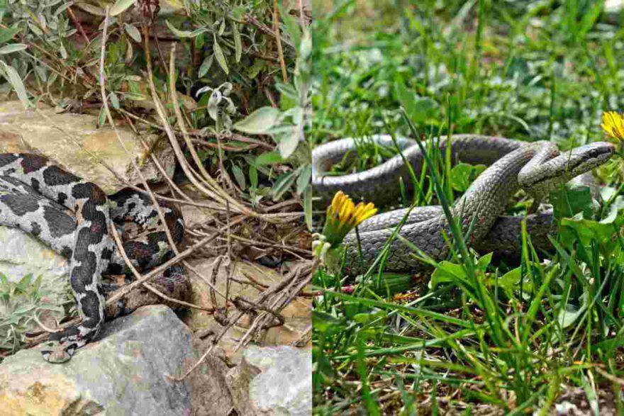 Un predatore che si nasconde dagli altri predatori, e voi sapete dove ...