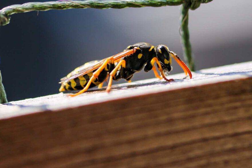 Vespe e calabroni sul balcone? Come allontanarli senza fargli male