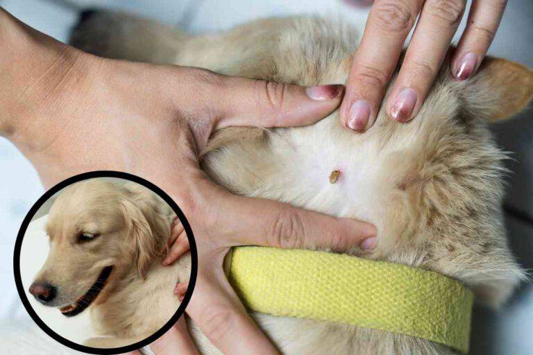 Cosa devo fare se il cane ha le pulci e le zecche?